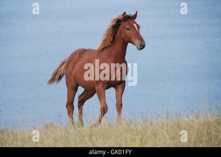 horse freedom liberty stallion fox strength force salt water sea ocean ...