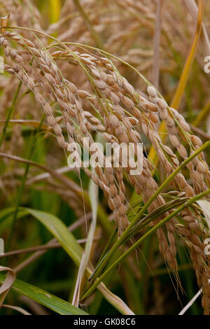 Beijing Haidian District, North Hollywood Country Park Stock Photo - Alamy