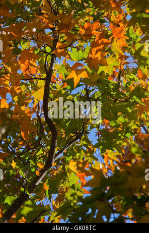 Beijing Haidian District Baiwangshan Forest Park Stock Photo - Alamy