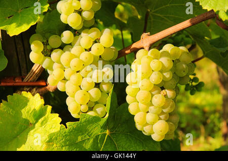 ripe, berry, vine, grape vine, grape-vine, hoarfrost, grape, blue ...