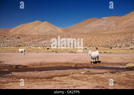 beautiful, beauteously, nice, desert, wasteland, island, salt water ...
