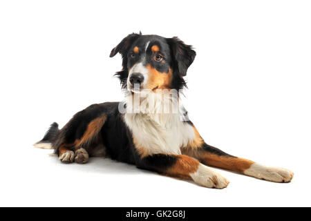 lying Australian Shepherd Stock Photo - Alamy