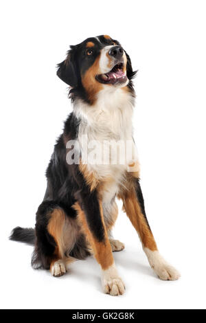 sitting Australian Shepherd Puppy Stock Photo - Alamy