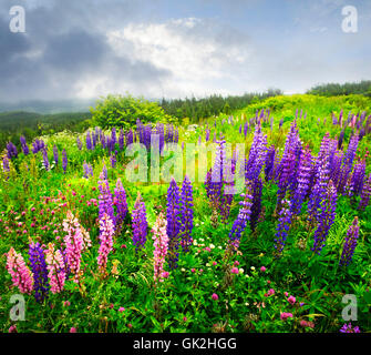Purple and pink clover and garden lupin wildflowers in Newfoundland ...