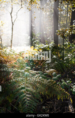 Fog in the autumn forest Stock Photo - Alamy