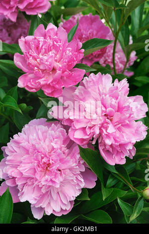 beautiful peony flowers during flowering, large flowers with lots of ...
