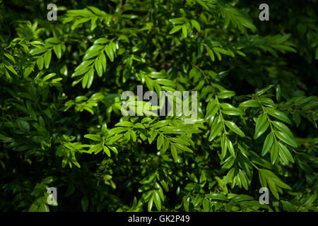 European box (Buxus sempervirens), also known as the boxwood Stock ...