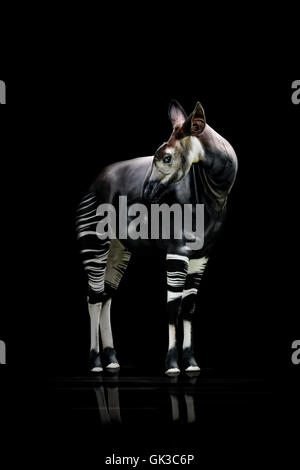 shy, black, swarthy, jetblack, deep black, shy, siberia, raccoon, coon ...