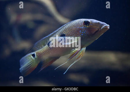 Threespot eartheater (Satanoperca daemon), also known as the spotted ...