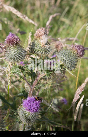Thistle Flower, St Abbs Head, Northumberland; England; UK Stock Photo ...