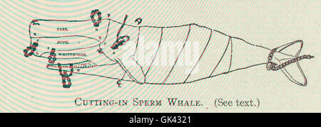 The process of cutting-in a sperm whale from a model made by a whaleman ...