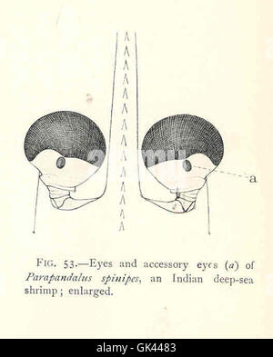 Large-eyed crustaceans of the deep sea are shown, exhibiting unique ...