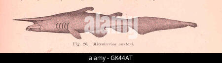 Mitsukurina owstoni, also known as the Goblin Shark, is a deep-sea species recognized for its ...