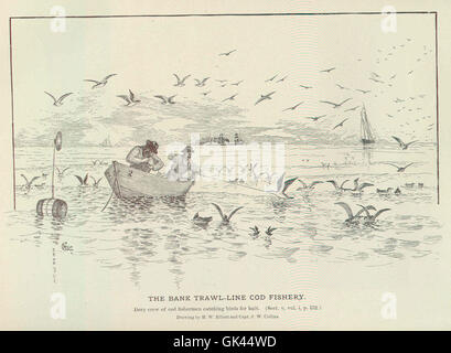 The bank trawl-line cod fishery involves using a trawl line to catch ...