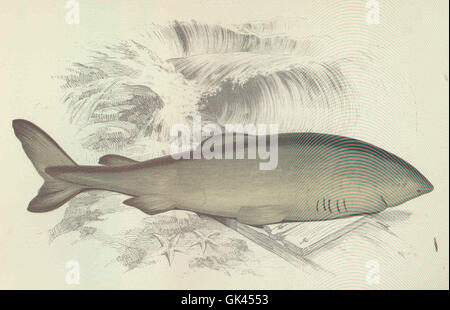 The Greenland shark (Somniosus microcephalus) is known for its large ...