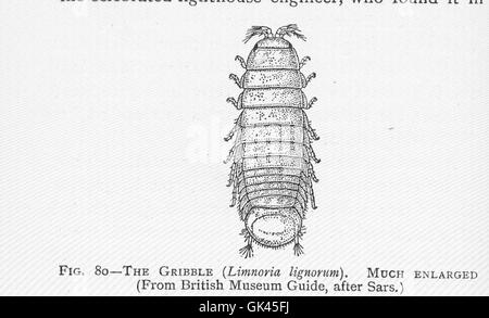 Gribble - Limnoria lignorum Stock Photo - Alamy