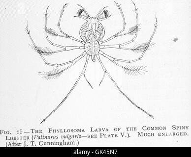 spiny lobster palinurus vulgaris Stock Photo - Alamy