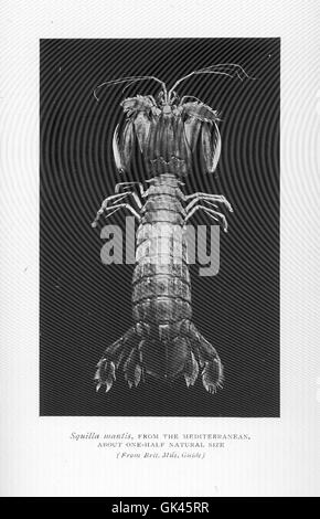 Mantis shrimp are predatory marine crustaceans known for their powerful ...
