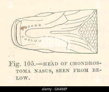Chondrostoma nasus, also known as the Nase, a freshwater fish species ...