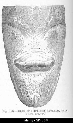 The head of Acipenser heckelii, a species of sturgeon, shown from above ...
