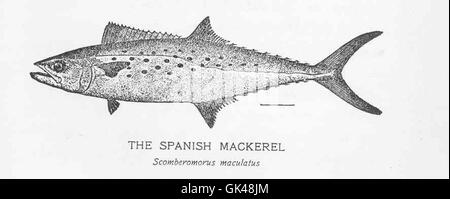 The Spanish Mackerel, a species of fish found in the western Atlantic ...