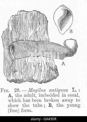 magilus magilus antiquus Stock Photo - Alamy