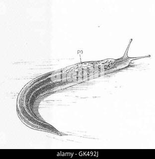 *Limax maximus*, also known as the leopard slug, is a species of land ...