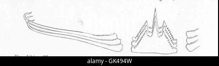 This image shows three rows of teeth from the radula of Fasciolaria ...