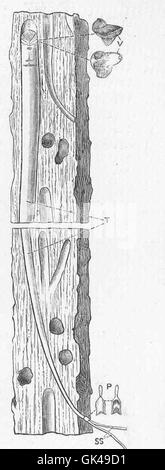 Teredo navalis, also known as the shipworm, is a species of wood-boring ...