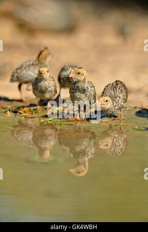 Scaled quail (Callipepla squamata) Chicks, Rio Grande City, Texas, USA ...