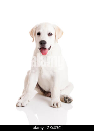 beautiful, beauteously, nice, sweet, animal, pet, mammal, wood, curious ...