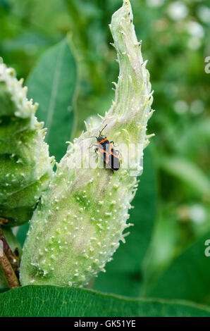 boxelder bug beetle Stock Photo - Alamy