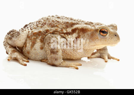 Close up view of warts. Warts are caused by the human papilloma virus ...