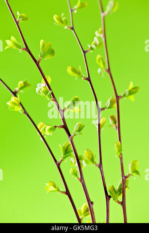 environment enviroment leaves Stock Photo - Alamy