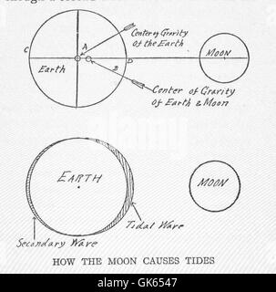 Tides, the rise and fall of sea levels, are caused by the gravitational ...