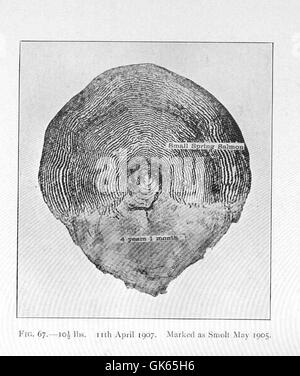 A historical salmon scale marked as from a kelt, weighing 16 lbs in ...