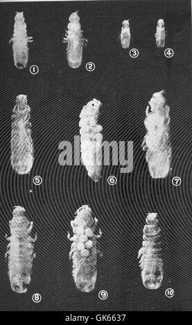 Limnoria, a species of wood-boring crustacean, is shown attacking ...