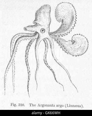 Argonauta argo, also known as the paper nautilus, is an octopus species ...