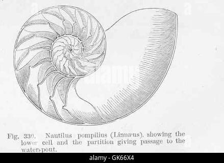 The shell of Nautilus pompilius, commonly known as the chambered ...