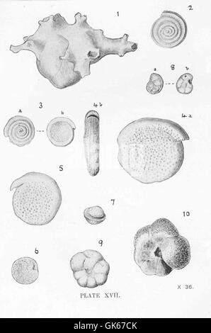 Foraminifera from the Subantarctic Islands of New Zealand are shown ...