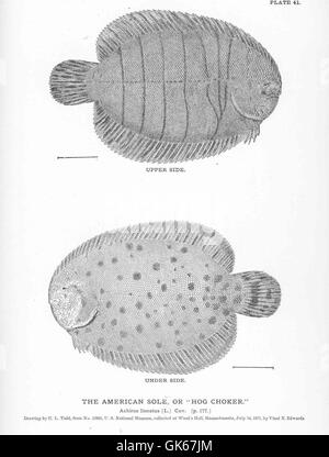 Sole is a species of flatfish found in both temperate and tropical seas ...