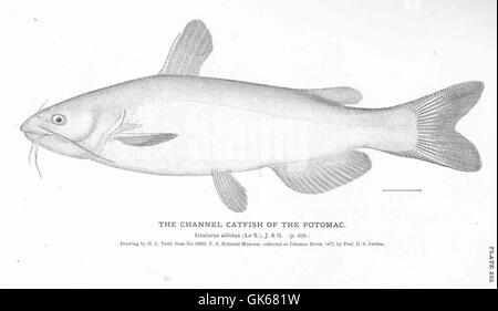 The channel catfish is a common species of freshwater fish native to ...