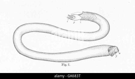 ship worm teredo navalis Stock Photo - Alamy