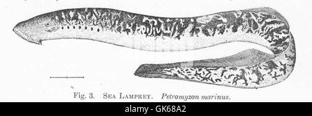 Sea Lamprey (Petromyzon marinus), drawing Stock Photo - Alamy