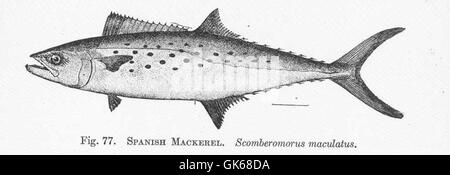 The *Scomberomorus maculatus*, or Spanish mackerel, is a fast-swimming ...