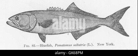 The bluefish (Pomatomus saltatrix) is a predatory fish found in ...