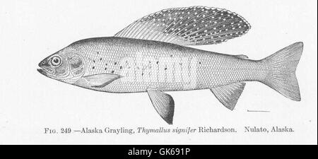 The Arctic Grayling (Thymallus signifer) is a cold-water fish species ...