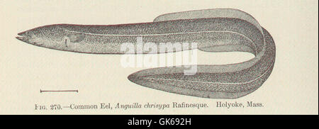 The common eel, Anguilla anguilla, is a species found in both ...