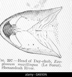 Chub is a species of freshwater fish known for its stout body and ...
