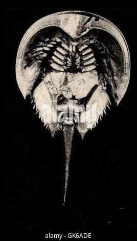 Limulus polyphemus, commonly known as the horseshoe crab, is a marine ...